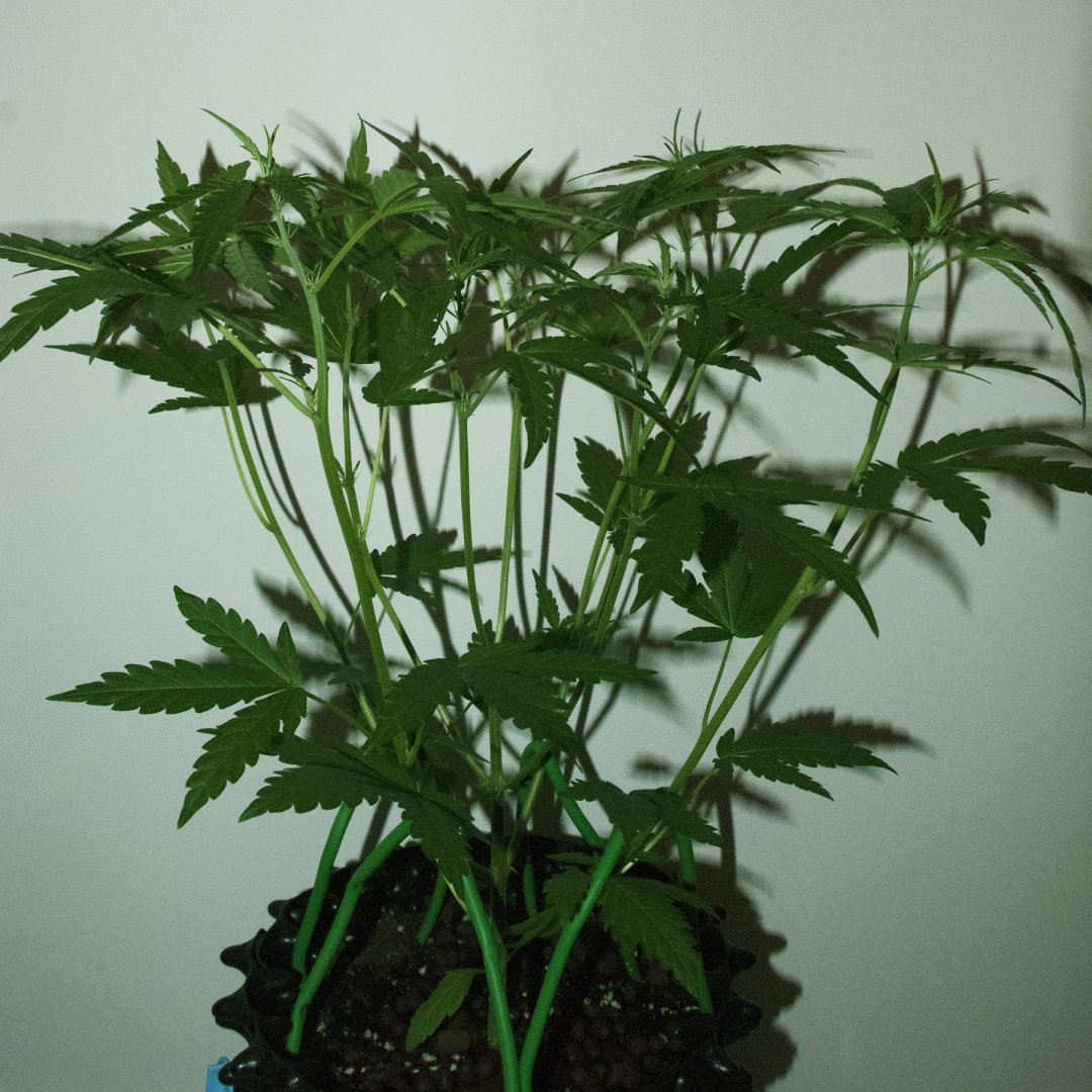 GreenLeafNutrients - MEGACROP - Discussions - CannaWeed